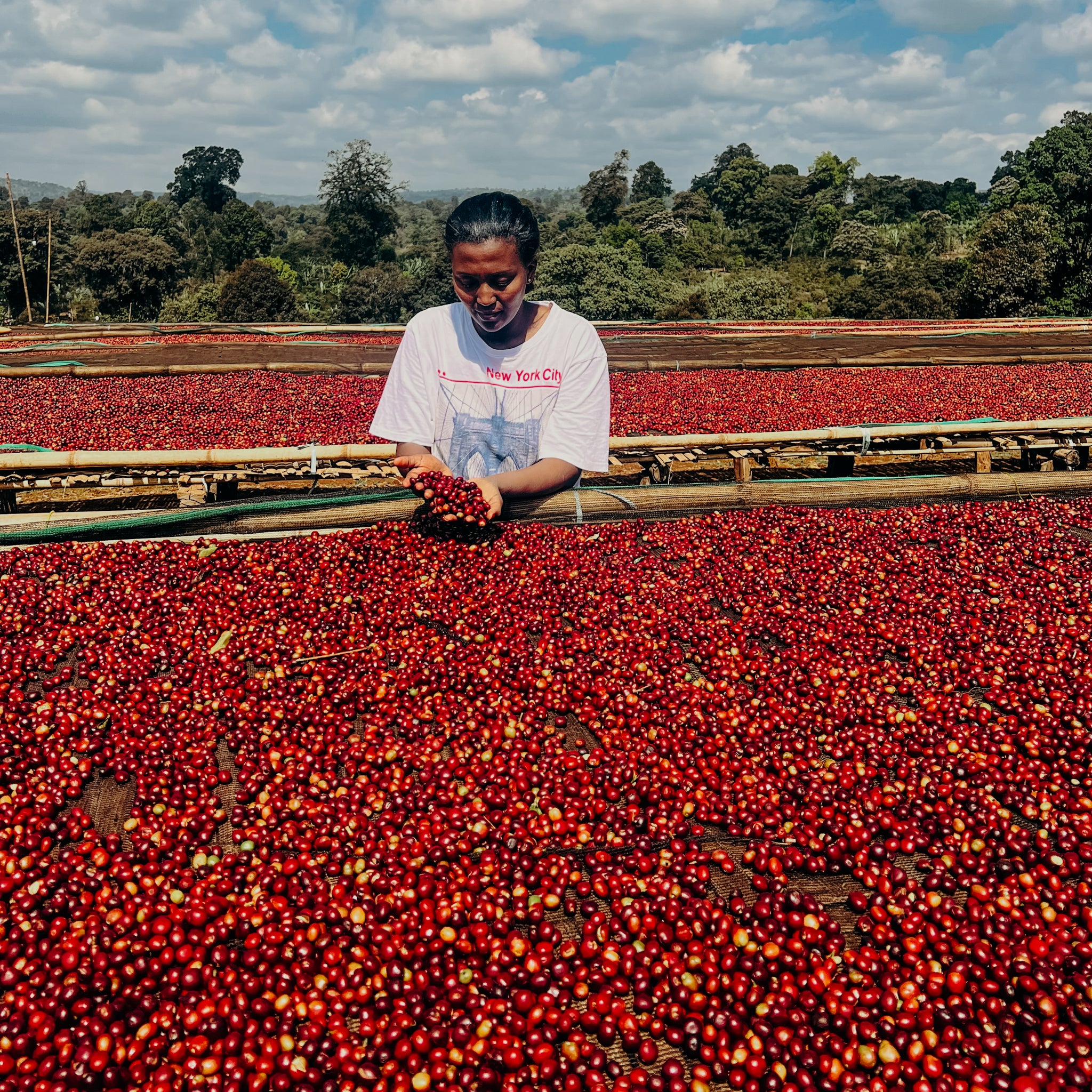 Ethiopia - Elto Coffee – Archers Coffee