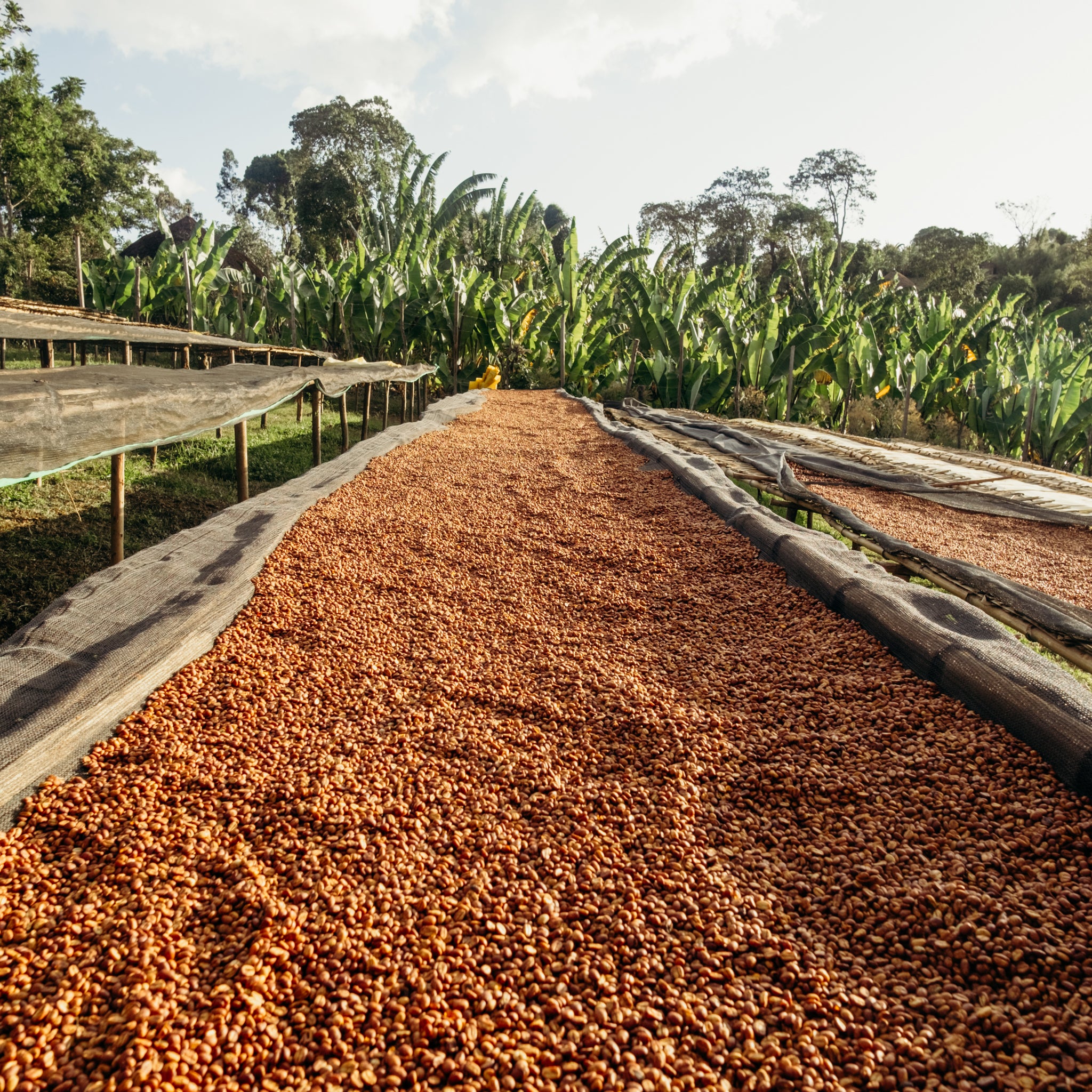 Ethiopia - Alo Village Archers Lot Honey | Archers Coffee