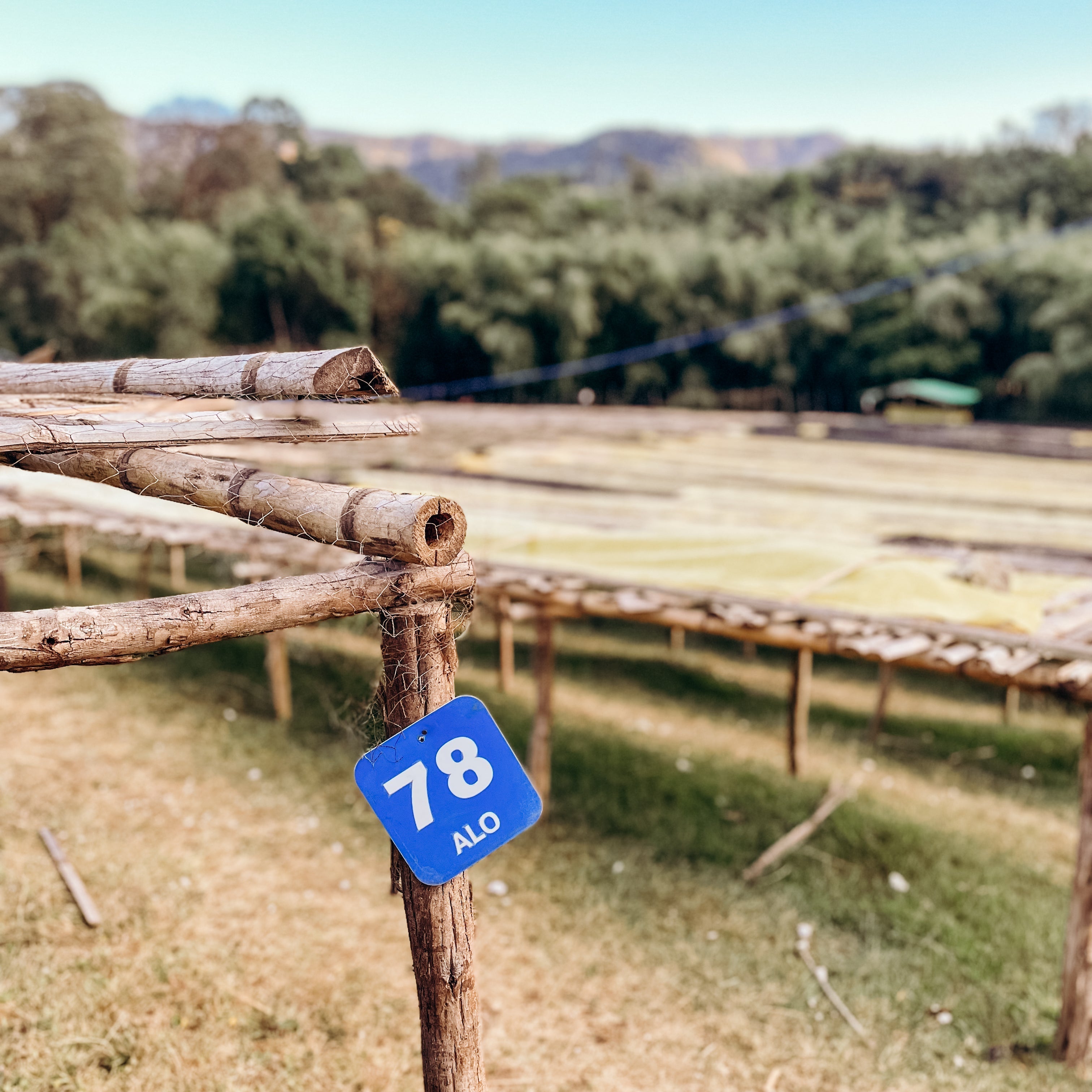 Ethiopia - Alo Village Archers Lot Honey | Archers Coffee