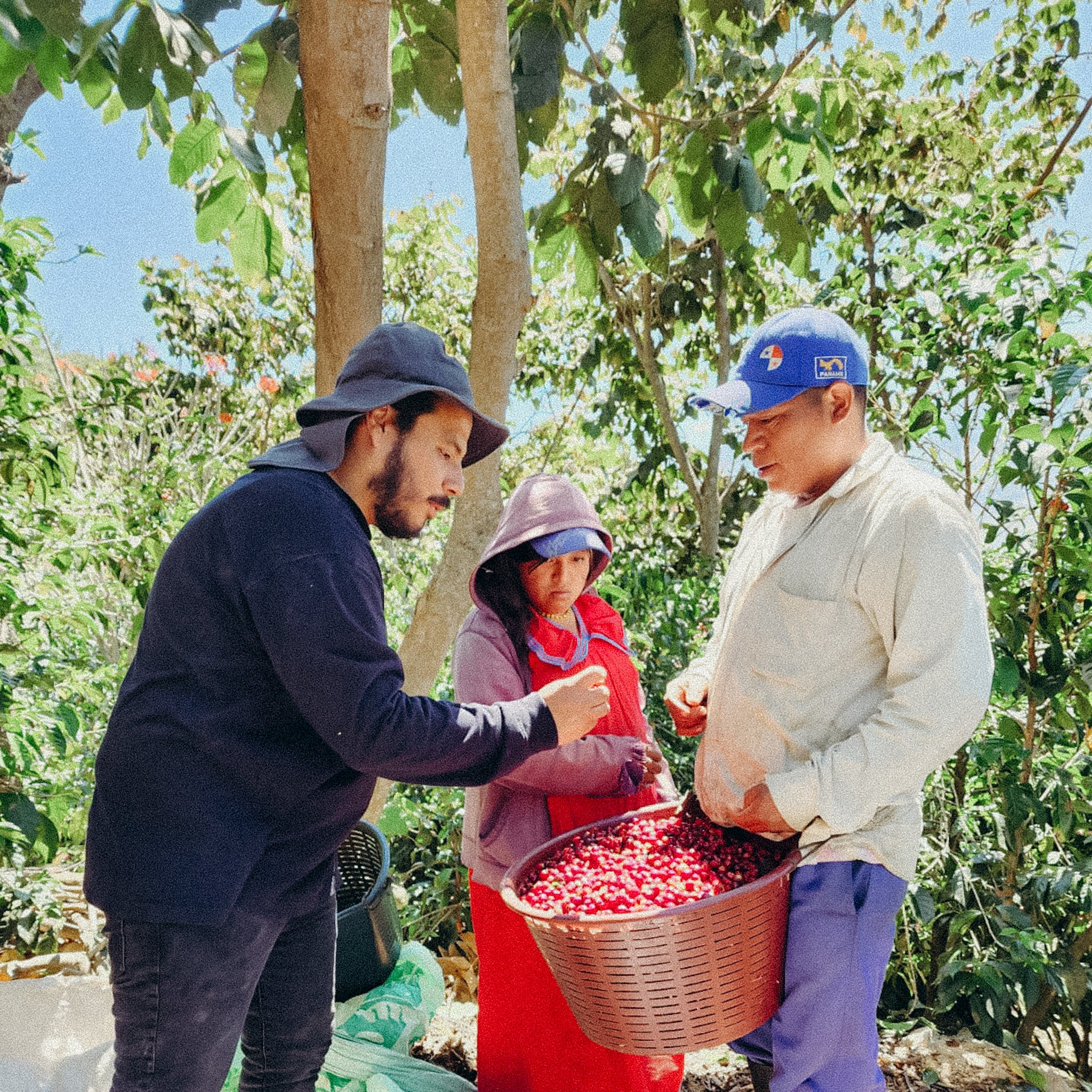 Costa Rica - Takara Geisha, Hacienda Copey | Archers Coffee