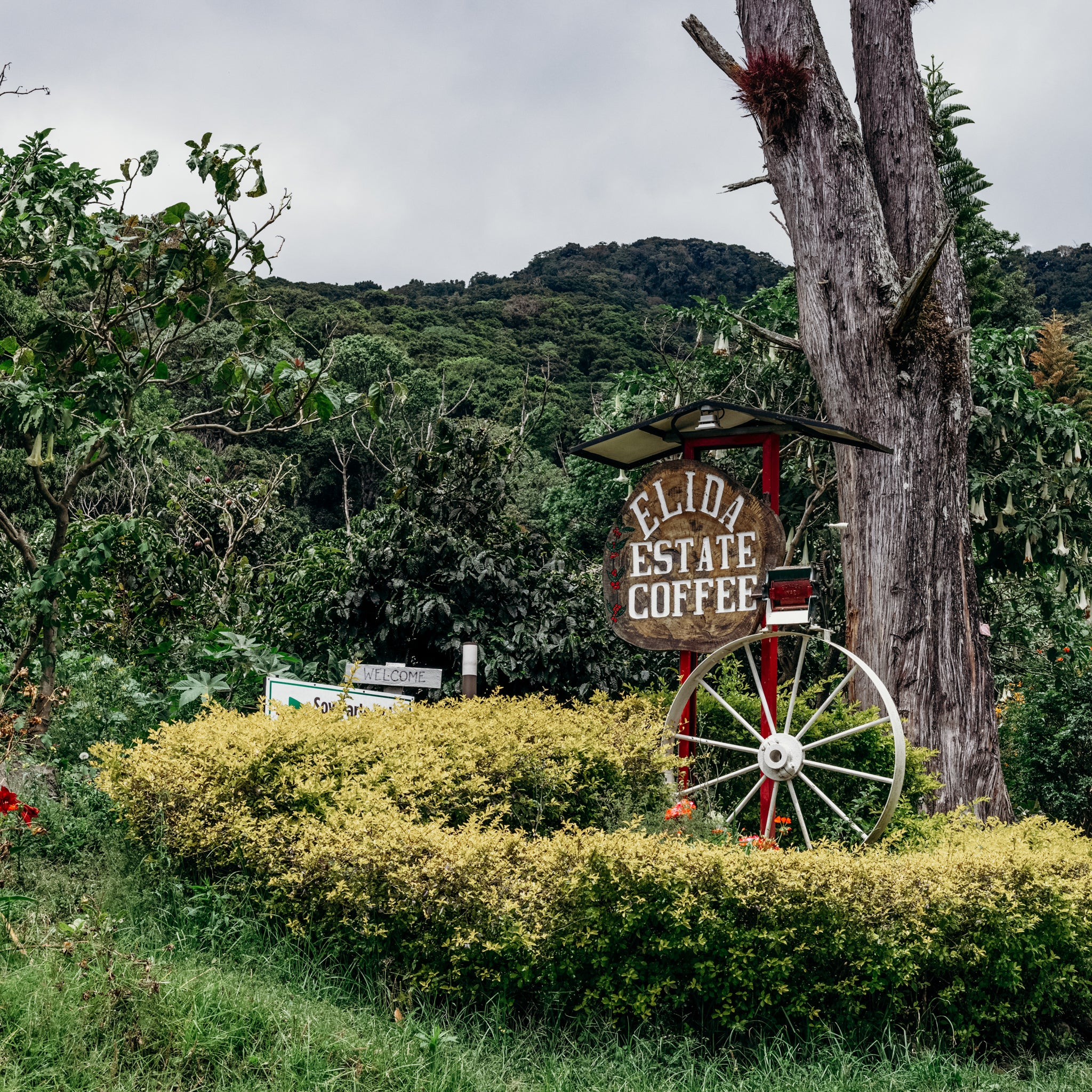Panama - Elida Estate Geisha Honey Loma 2501 | Archers Coffee