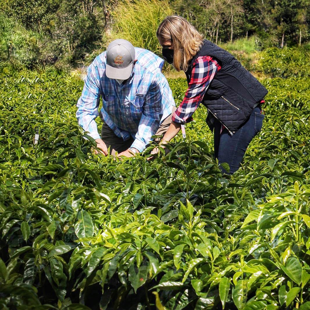 Janson Coffee, Panama | Archers Coffee