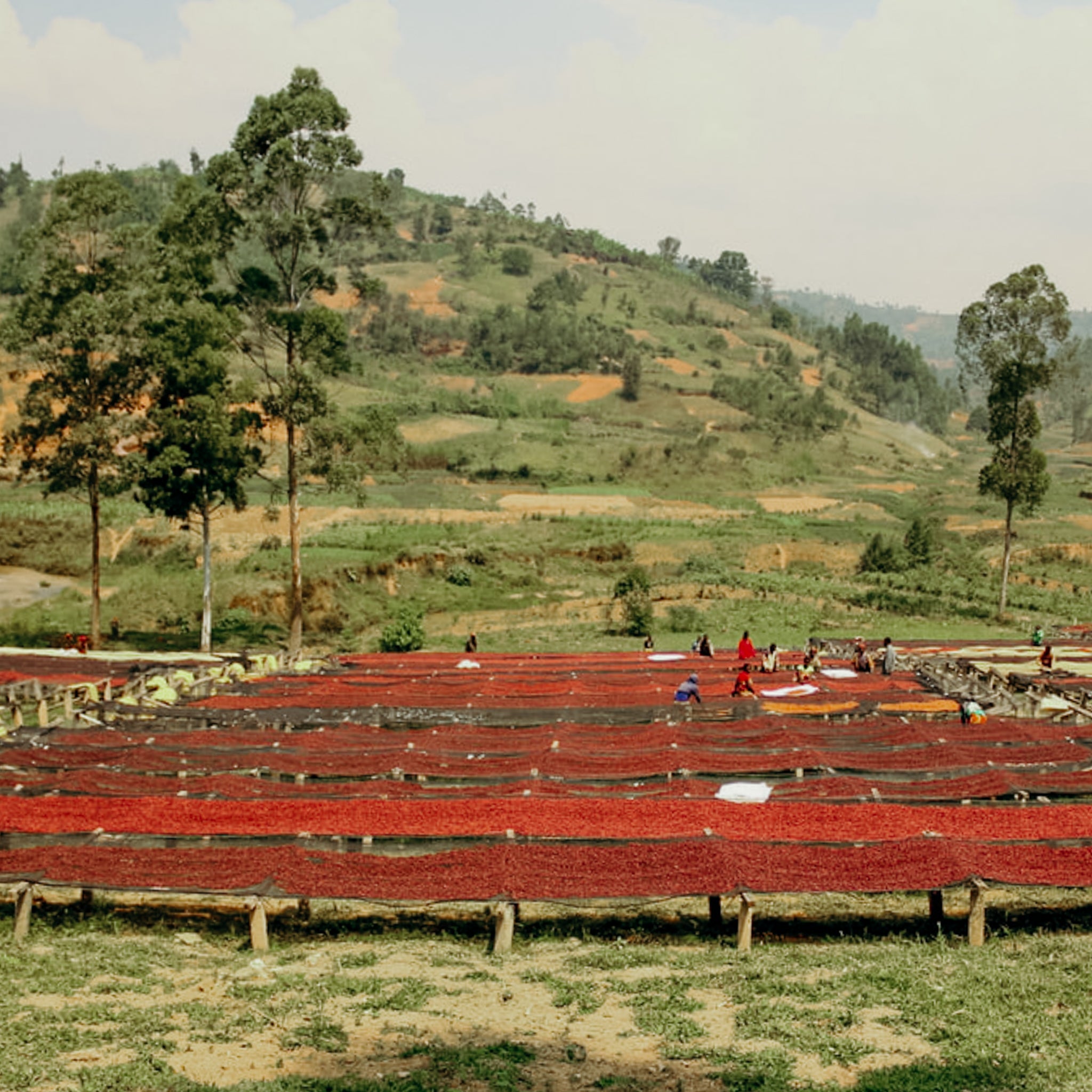 Burundi - Kivuvuma Natural | Archers Coffee