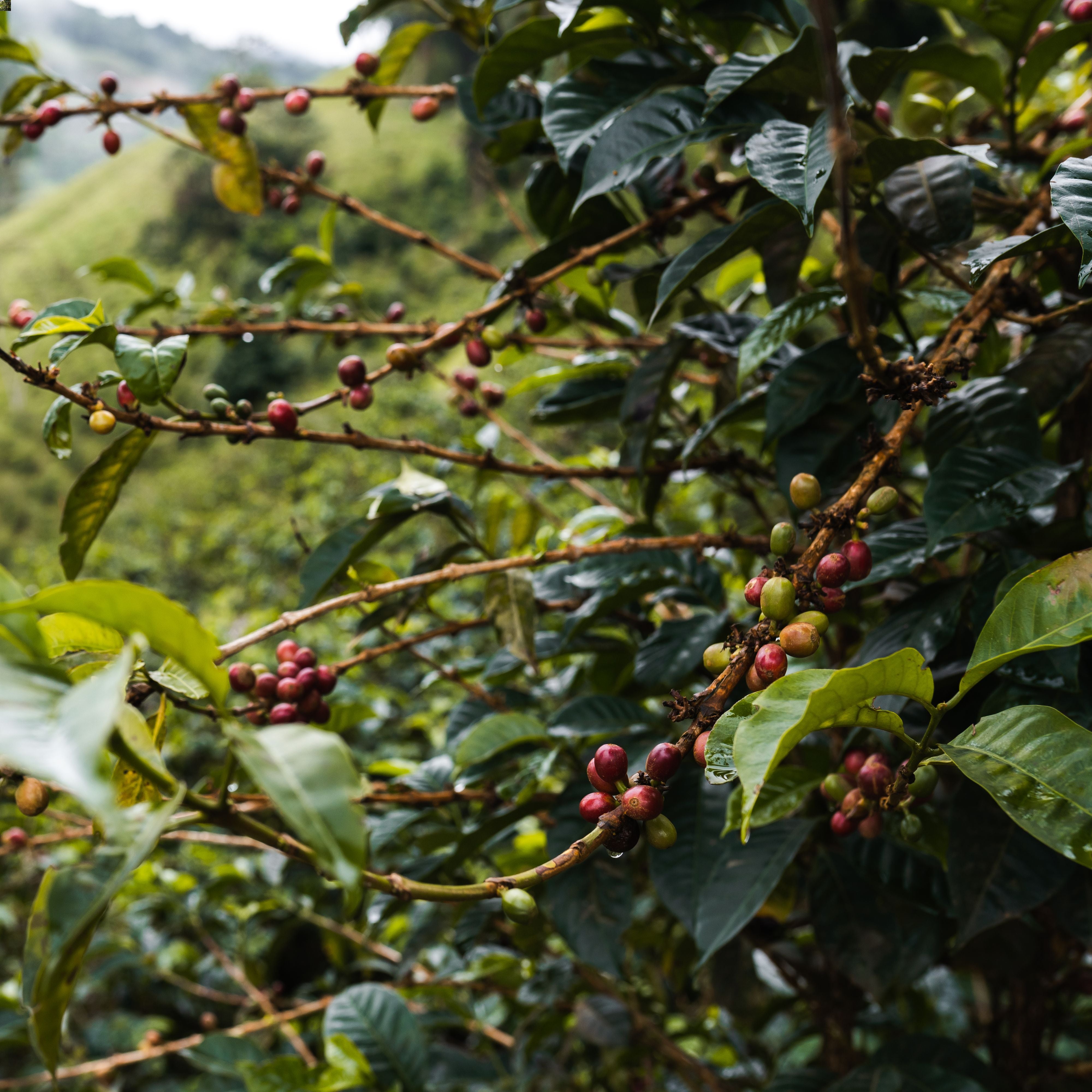 Colombia - Mandela - Cafe Granja La Esperanza | Archers Coffee