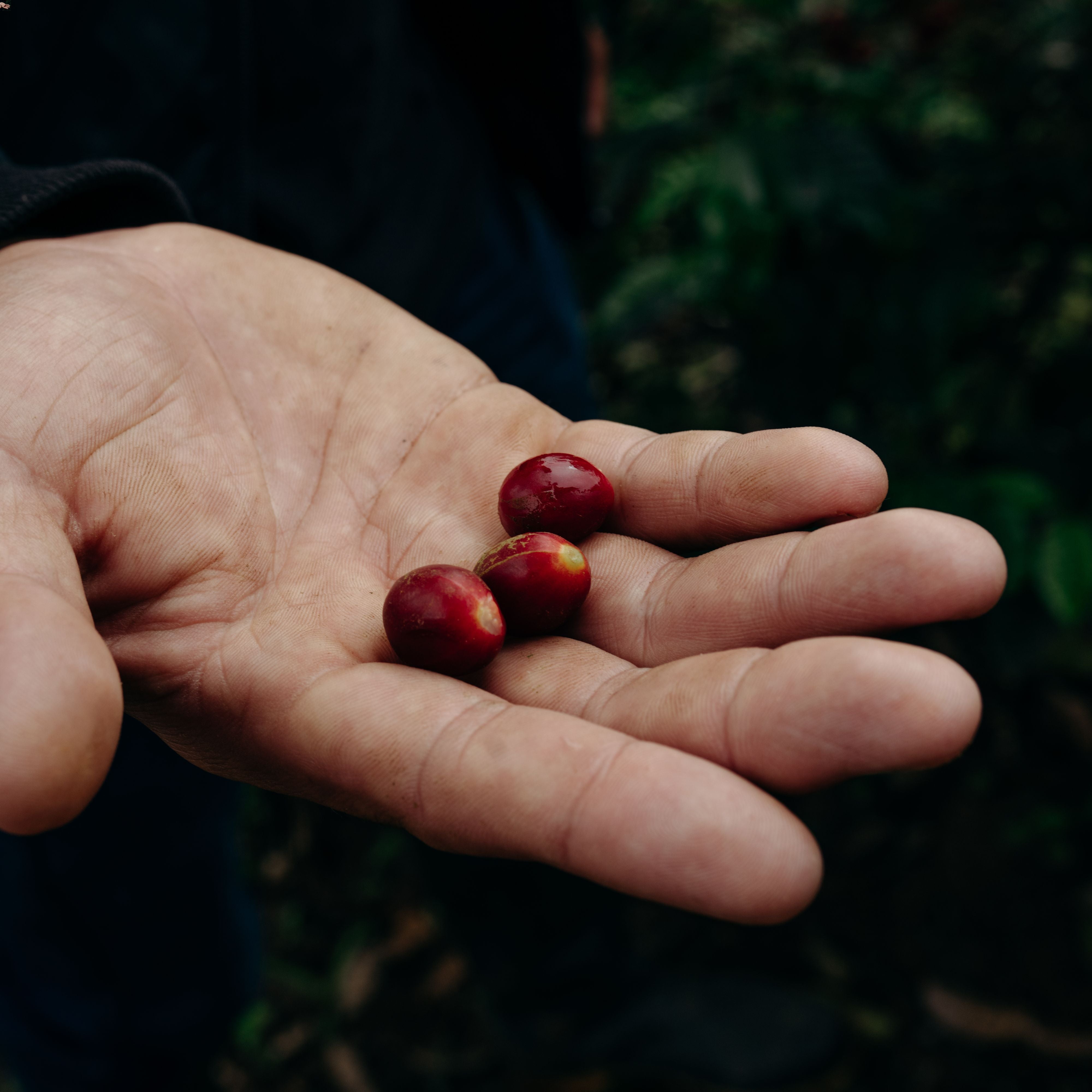 Colombia - Mandela - Cafe Granja La Esperanza | Archers Coffee
