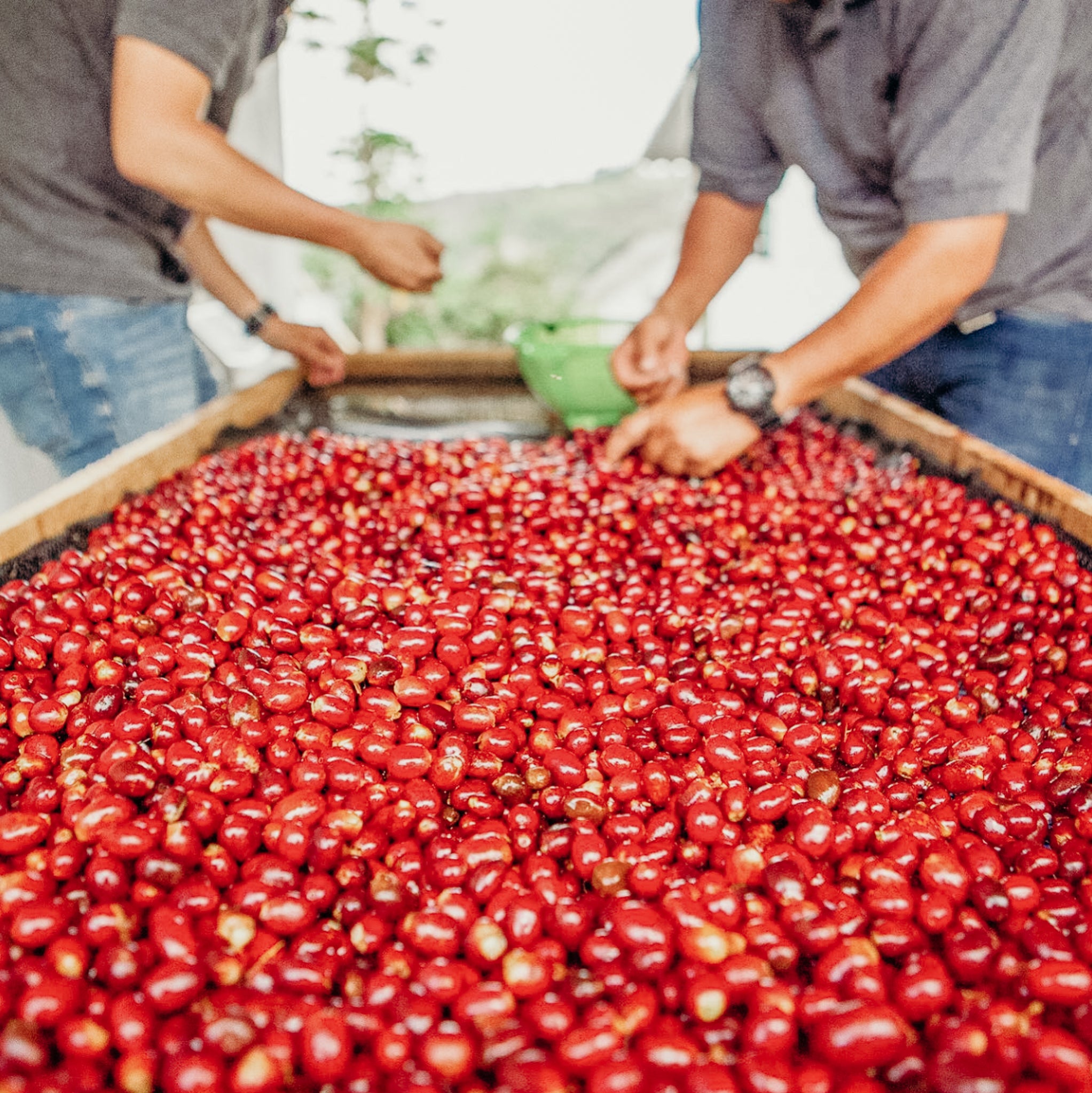 Colombia - Condor, Decaf | Archers Coffee