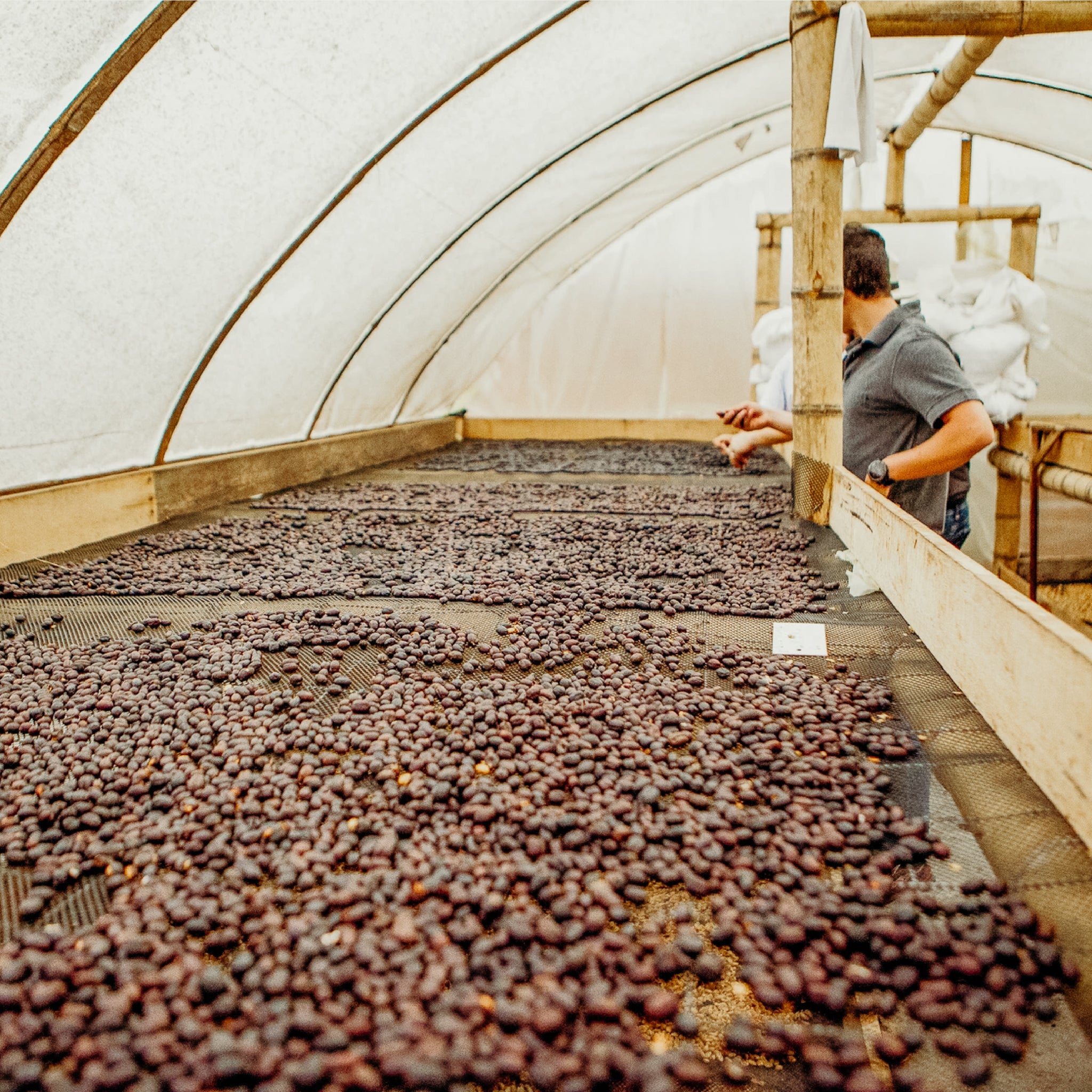Colombia - Condor, Decaf | Archers Coffee